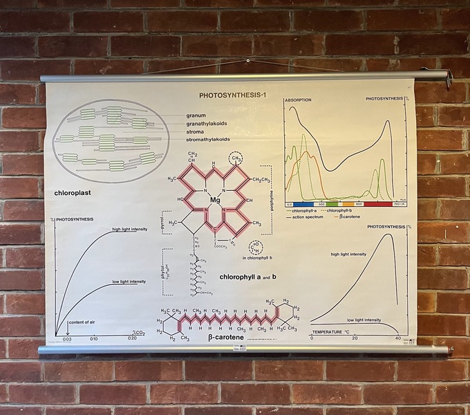 Vintage Dutch Pull Down School Chart "Photosynthesis" | Vinterior