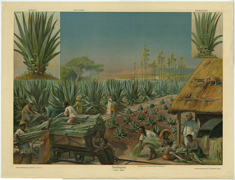 Large Antique Print Of A Sisal Agave Production Field | Vinterior