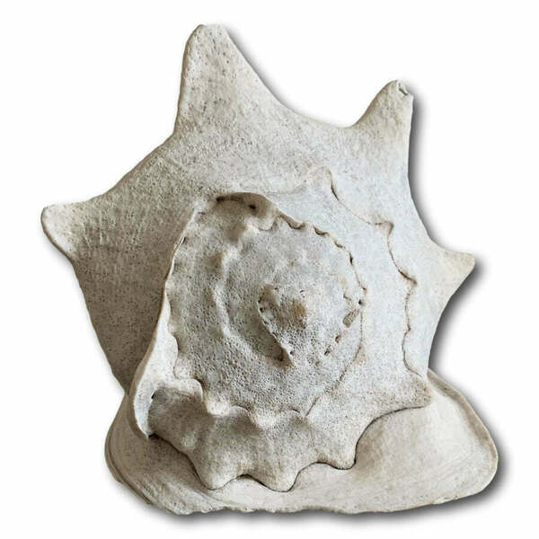 Horned Helmet Shell, Boho | Vinterior