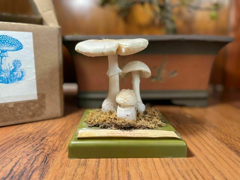Vintage Somso False Death Cap Mushrooms Educational Model Fungus School ...