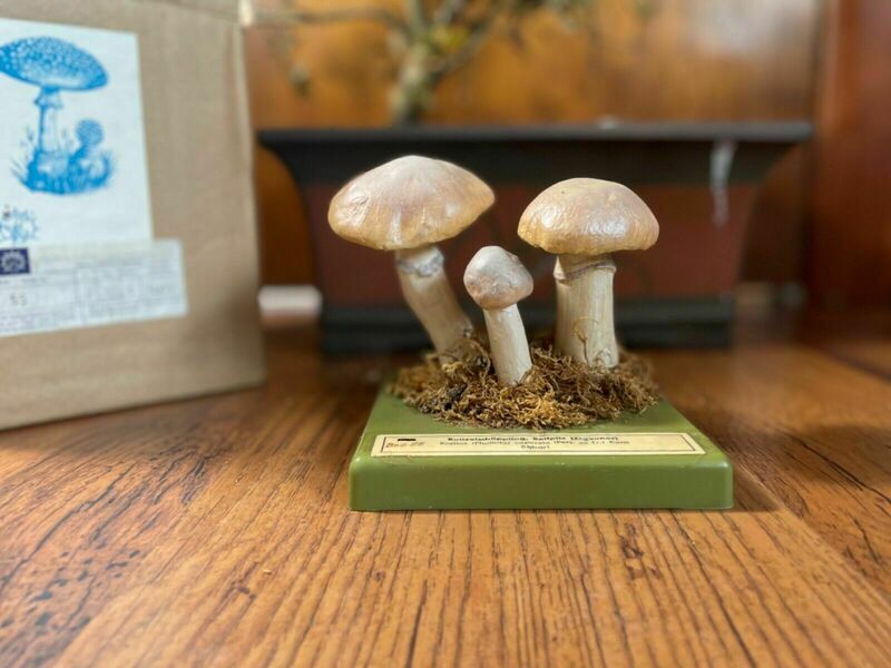 Vintage Somso Gypsy Mushroom Educational School Model Fungus Botany ...
