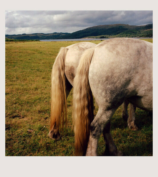 Finn Gibson Large Size, Ponies Backside, Strontian, Scotland, 2022 ...