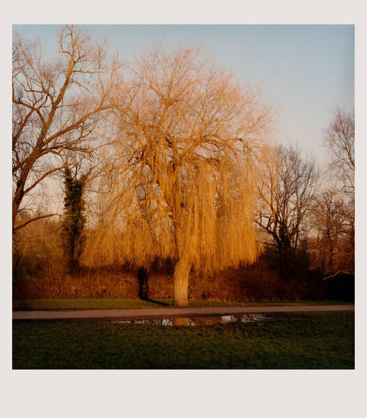 Finn Gibson Large Size, The Willow That Weeps, Hampstead Heath, 2022 ...