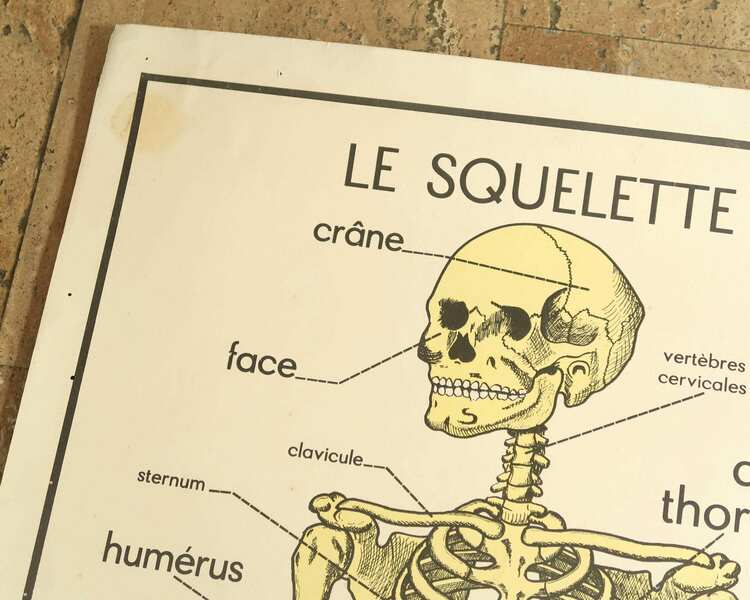 French Teaching Poster By Rossignol: Skeleton, 1950s / Doctor Medical ...