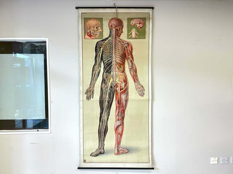 Deutsches Hygiene Museum, Life Size Nervous System Anatomical Poster ...