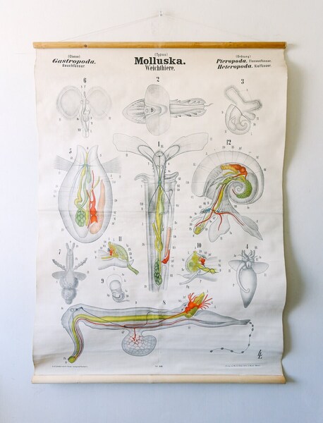 Original Antique Rudolf Leuckart Zoological Vintage German School Wall ...