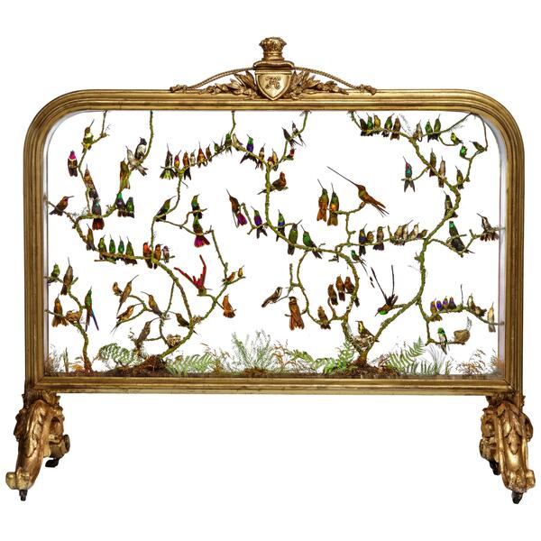 Rare Victorian Firescreen With Taxidermy Hummingbirds By Henry Ward ...
