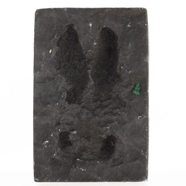 Plaster Cast Taxidermy Footprint Study | Vinterior