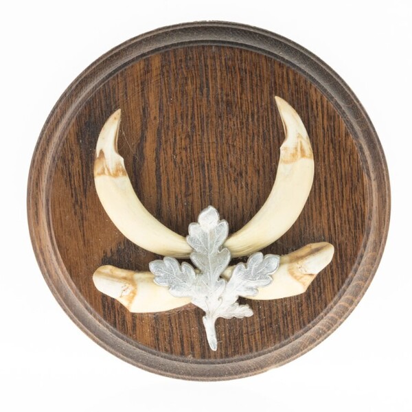Antique Taxidermy Mounted Wild Boar Teeth Hunting Trophy | Vinterior