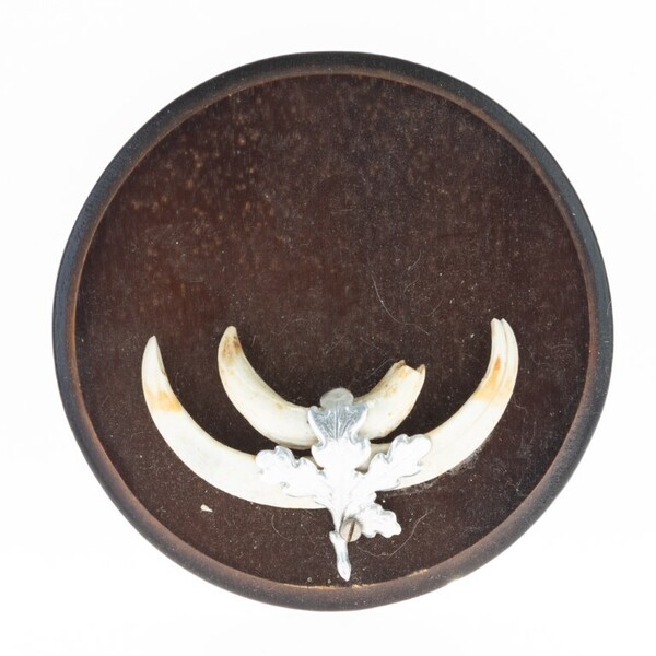 Antique Taxidermy Mounted Wild Boar Teeth Hunting Trophy | Vinterior