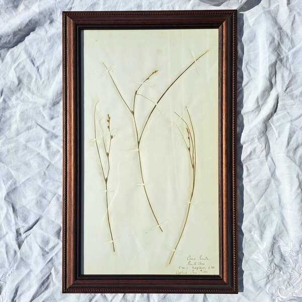 Antique Herbarium | Sedge Species | Custom Wooden Frame | Victorian ...