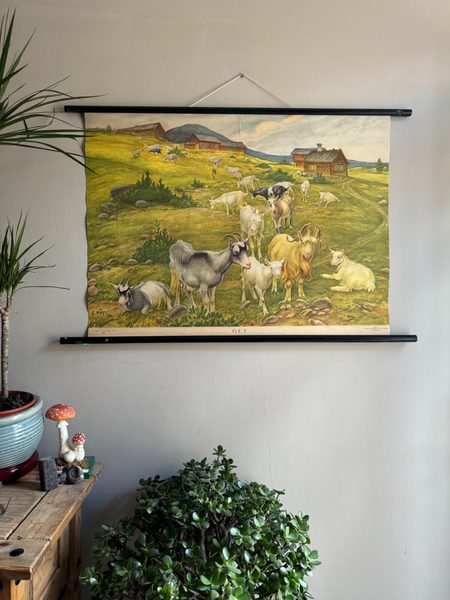 Vintage Swedish School Chart Of Goats 1950s Pull Down Educational Wall ...