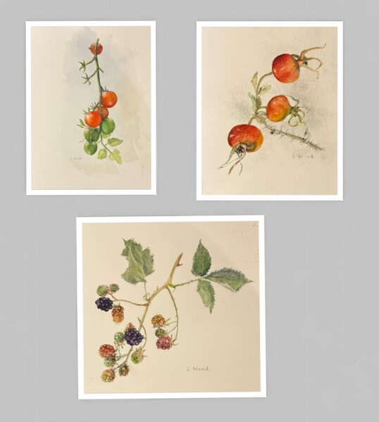 Jill Wood Three Botanical Watercolours Paintings | Vinterior