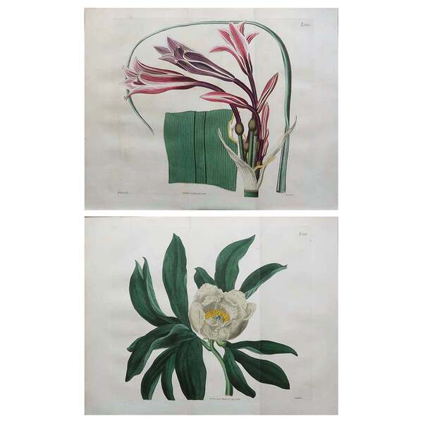 Pair Of Large Scale Original Antique Botanical Prints. Curtis. Dated ...