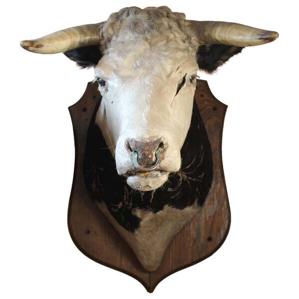 Late 19th Century Huge Holstein Stud Bull Taxidermy Head Mount Country ...
