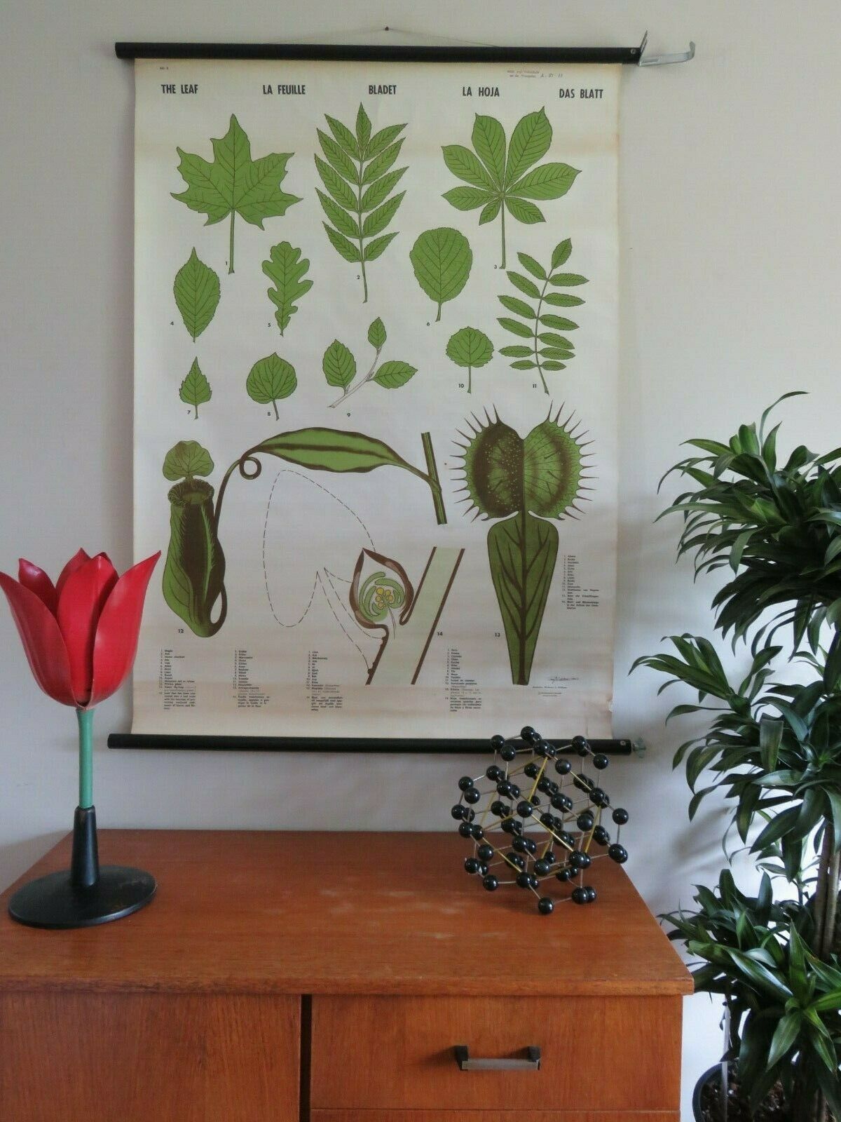 Educational Botany Posters