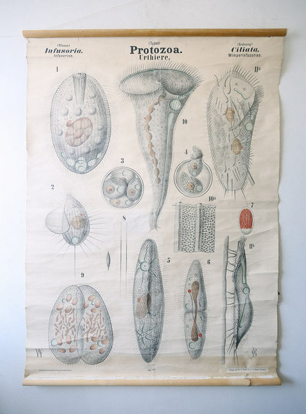 Original Antique Rudolf Leuckart Zoological Vintage German School Wall ...