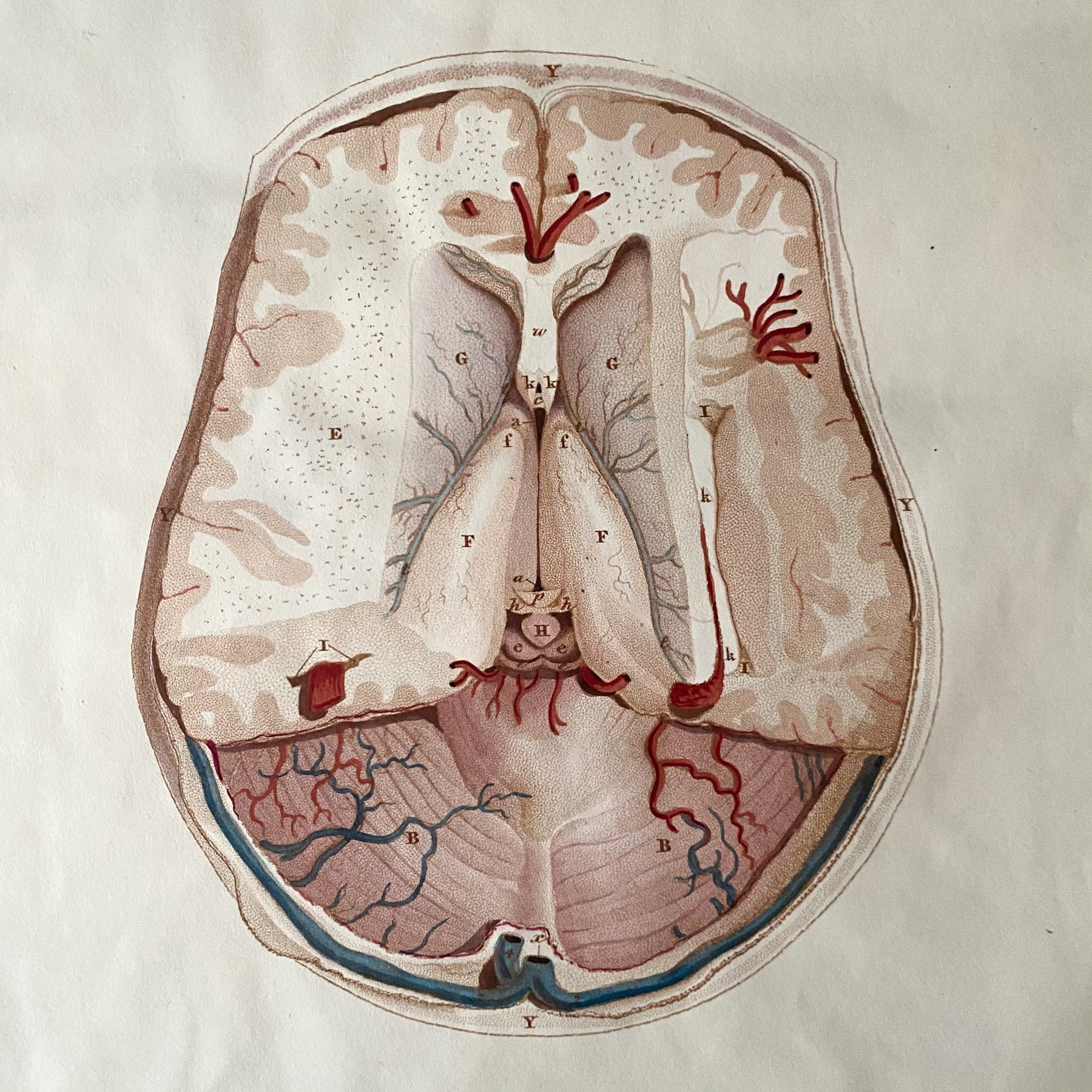 Anatomical Brain 6, Lizars 1824 'System Of Anatomical Plates' | Vinterior