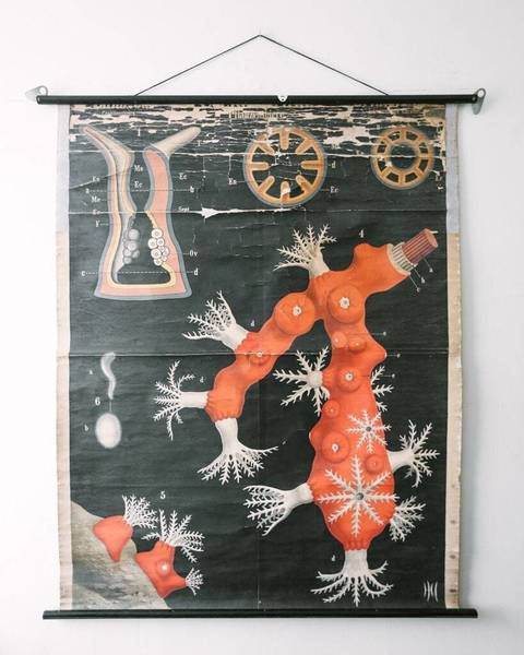 Original Antique Rudolf Leuckart Zoological Vintage German School Wall ...