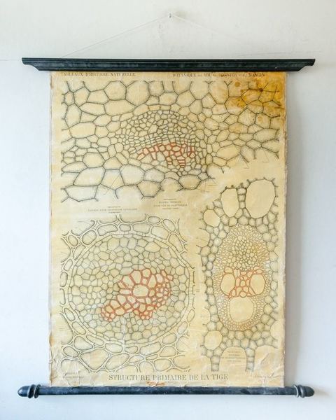 Late 19th Century Original Botanical Vintage French School Wall Chart ...