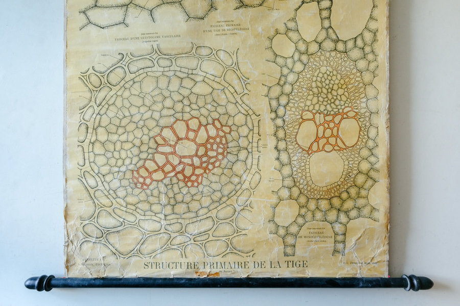 Late 19th Century Original Botanical Vintage French School Wall Chart ...