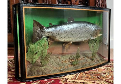 Vintage & Antique Taxidermy for Sale | Vinterior