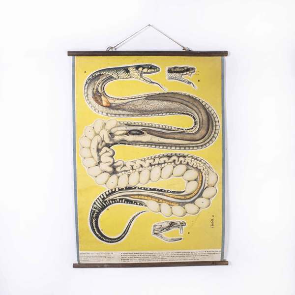 1960’s Snake Educational Poster | Vinterior
