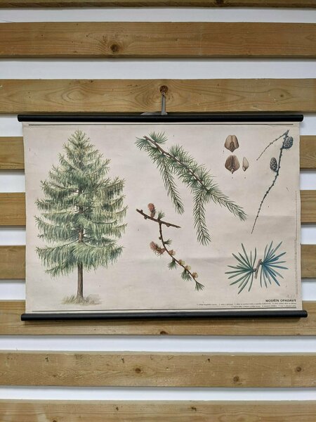 Vintage Larch Tree Diagram | Vinterior